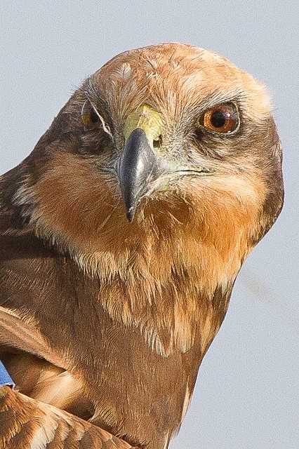 Details : Western Marsh Harrier - BirdGuides