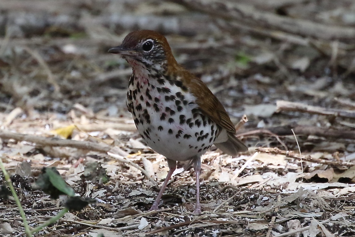Details : Wood Thrush - BirdGuides