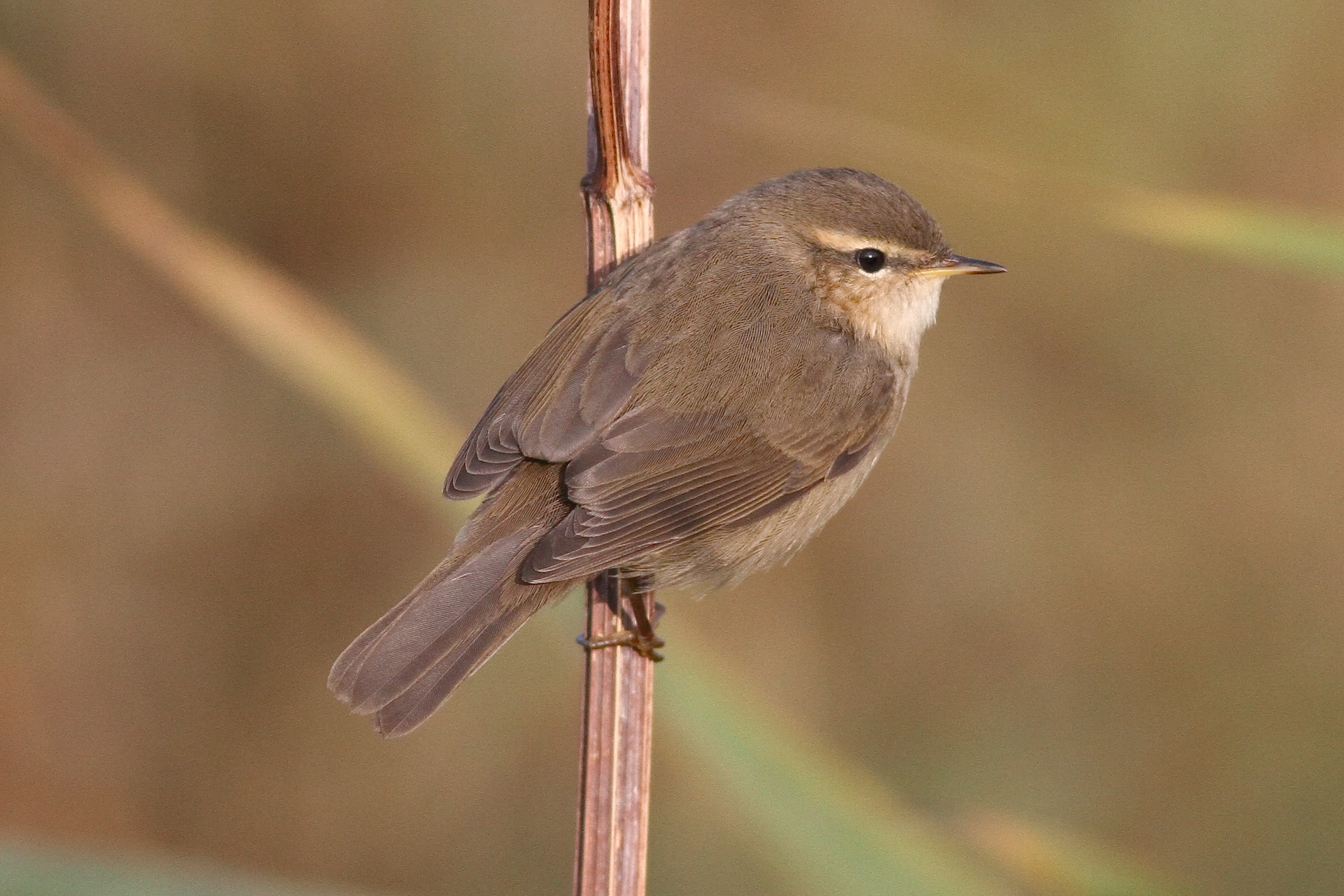 Dusky Warbler by Richard Willison - BirdGuides