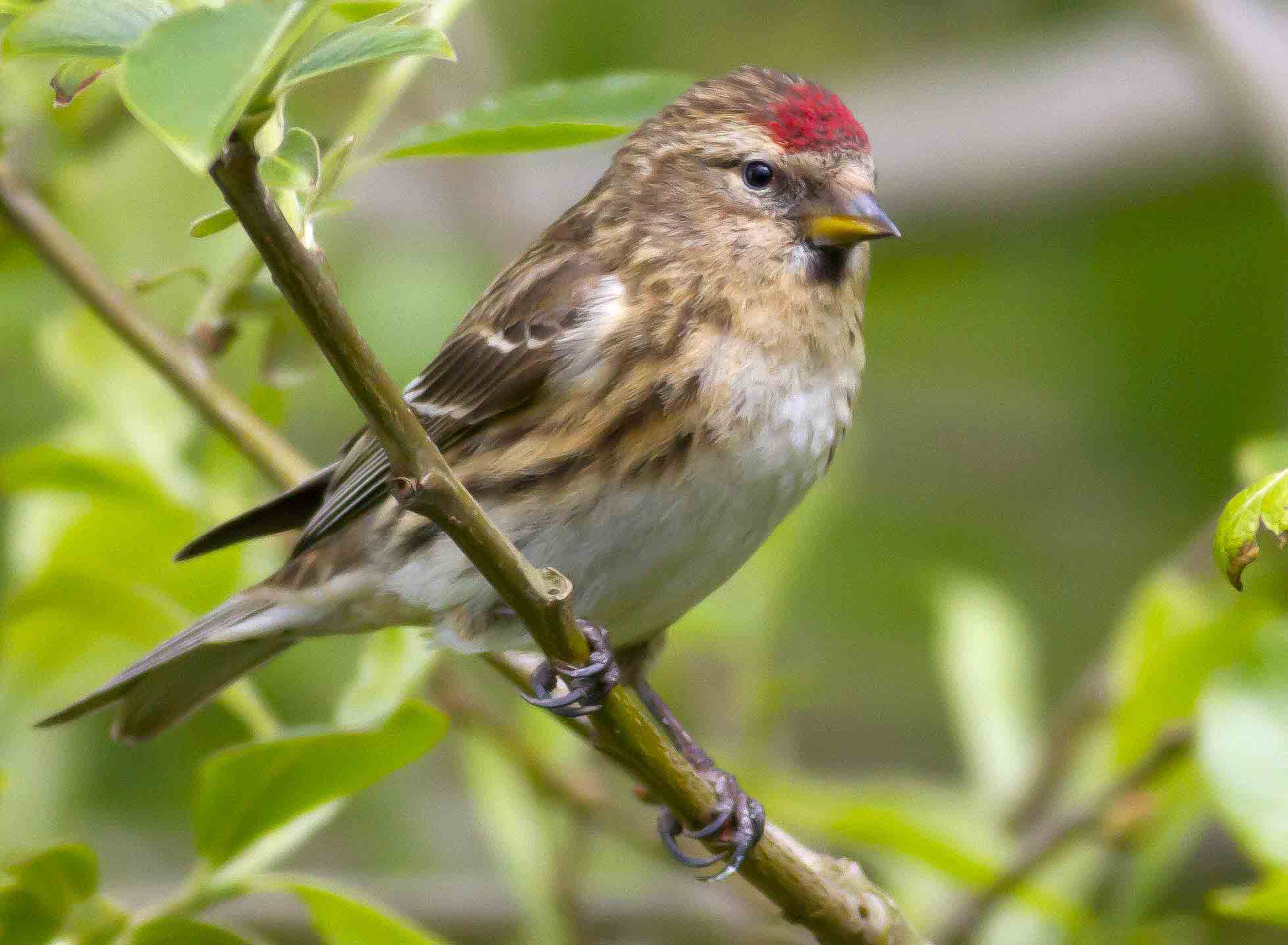 Details : Acanthis - BirdGuides