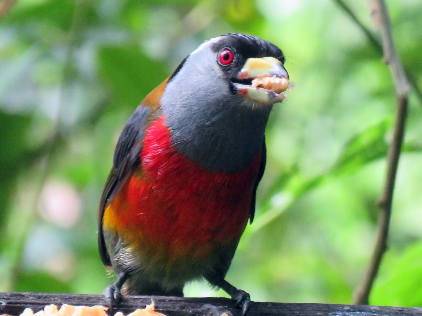 Toucan Barbet by Hazel Luckwill - BirdGuides