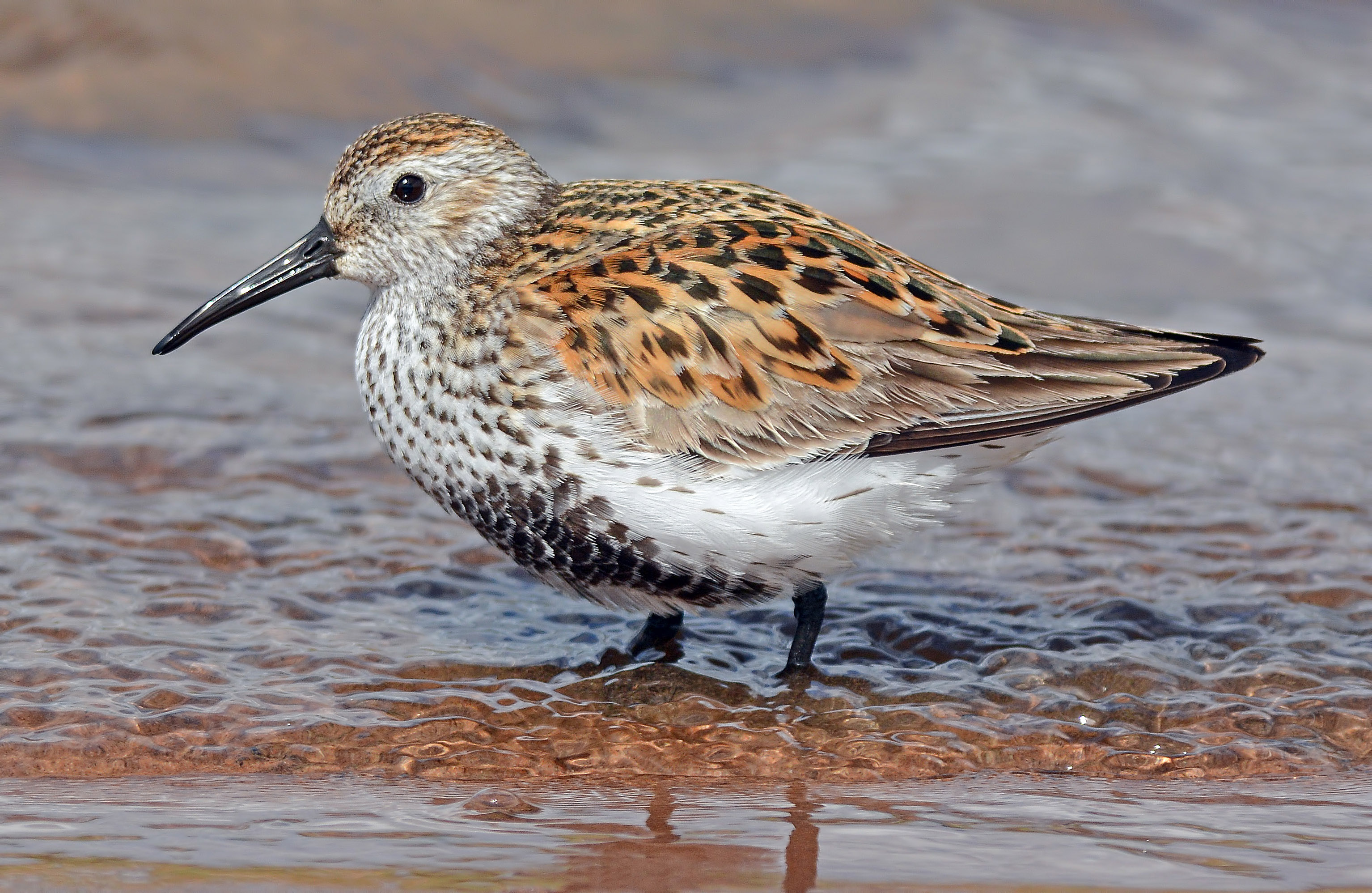 Details : Dunlin - BirdGuides
