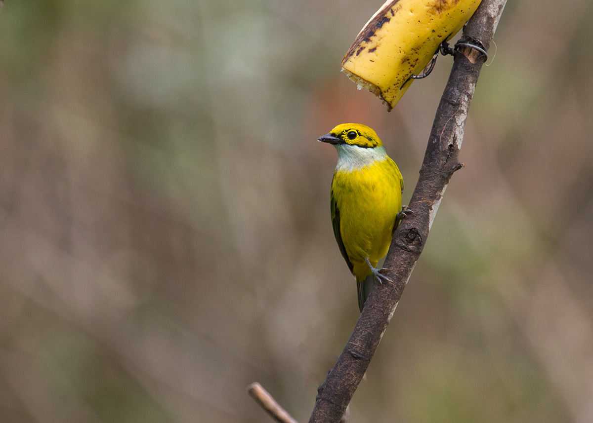 Coffee plantations bad for nutrition in generalist bird species ...