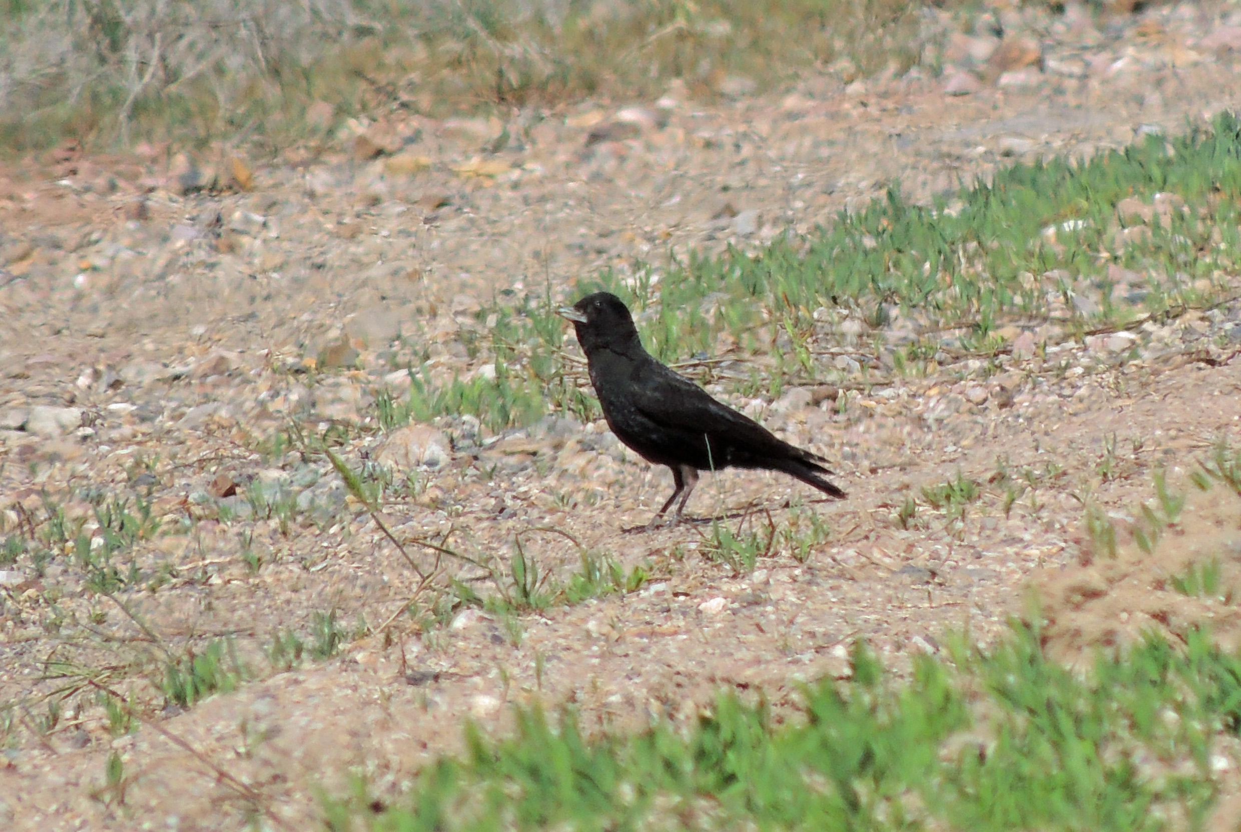 Details : Black Lark - BirdGuides
