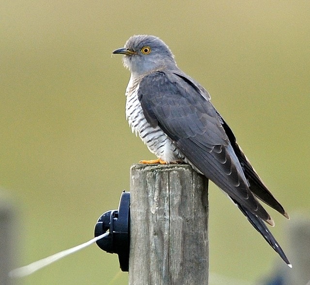 Common Cuckoo by Jon Evans - BirdGuides