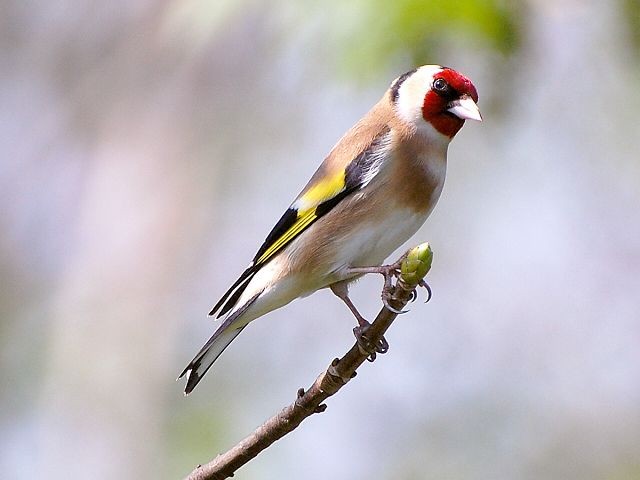 Goldfinch by Ian Hirst - BirdGuides