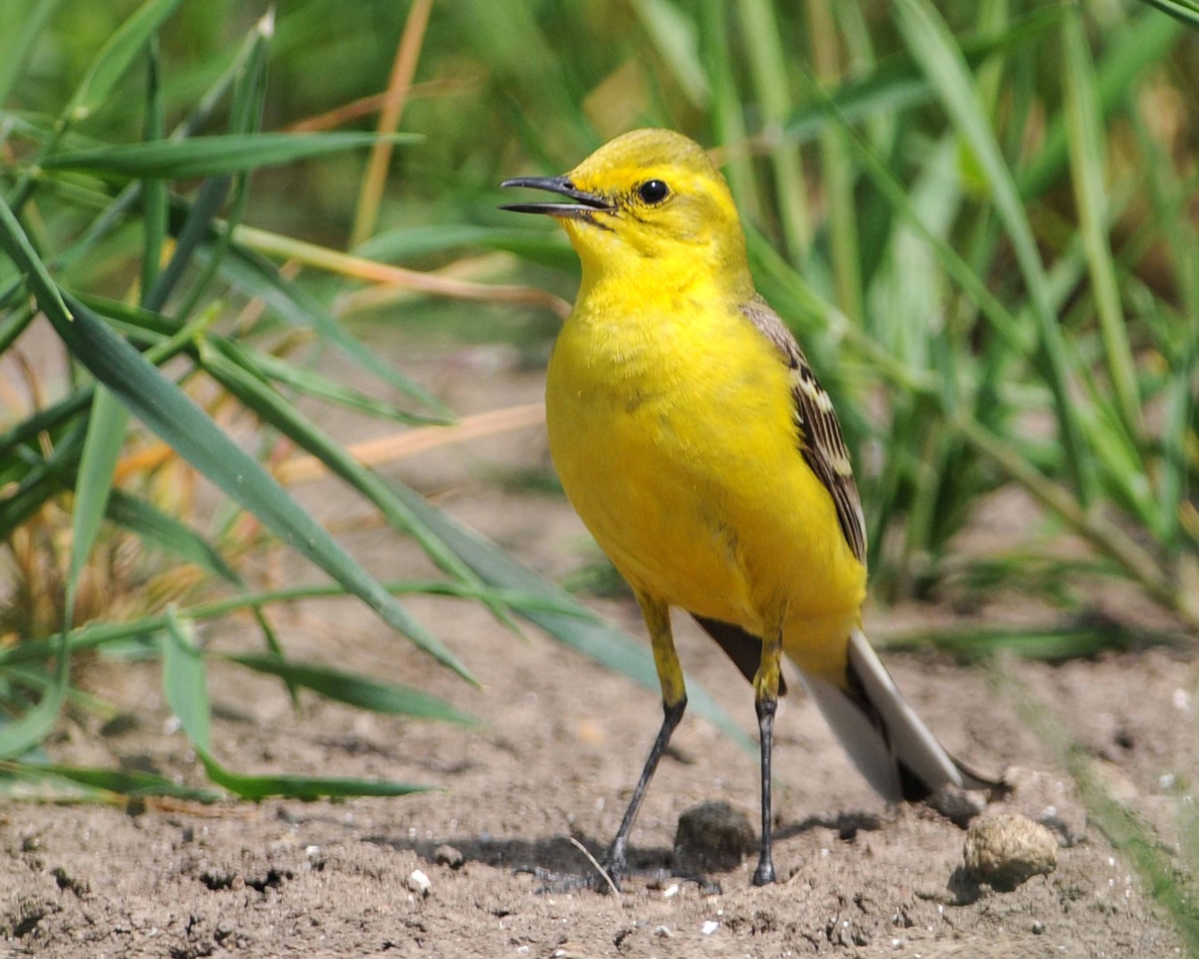 Yellow Wagtail by Nick Appleton - BirdGuides