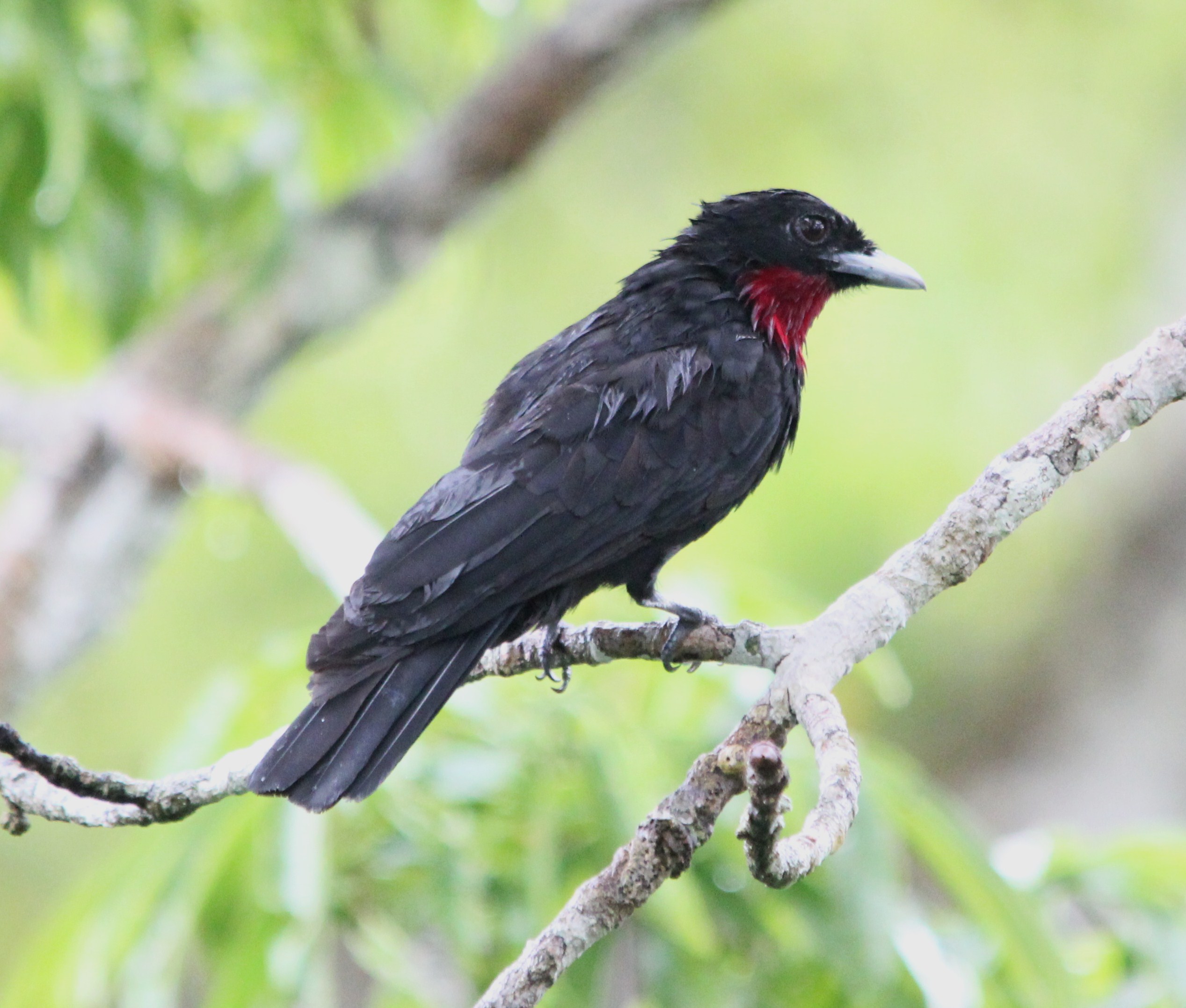 Details : Purple-throated Fruitcrow - BirdGuides