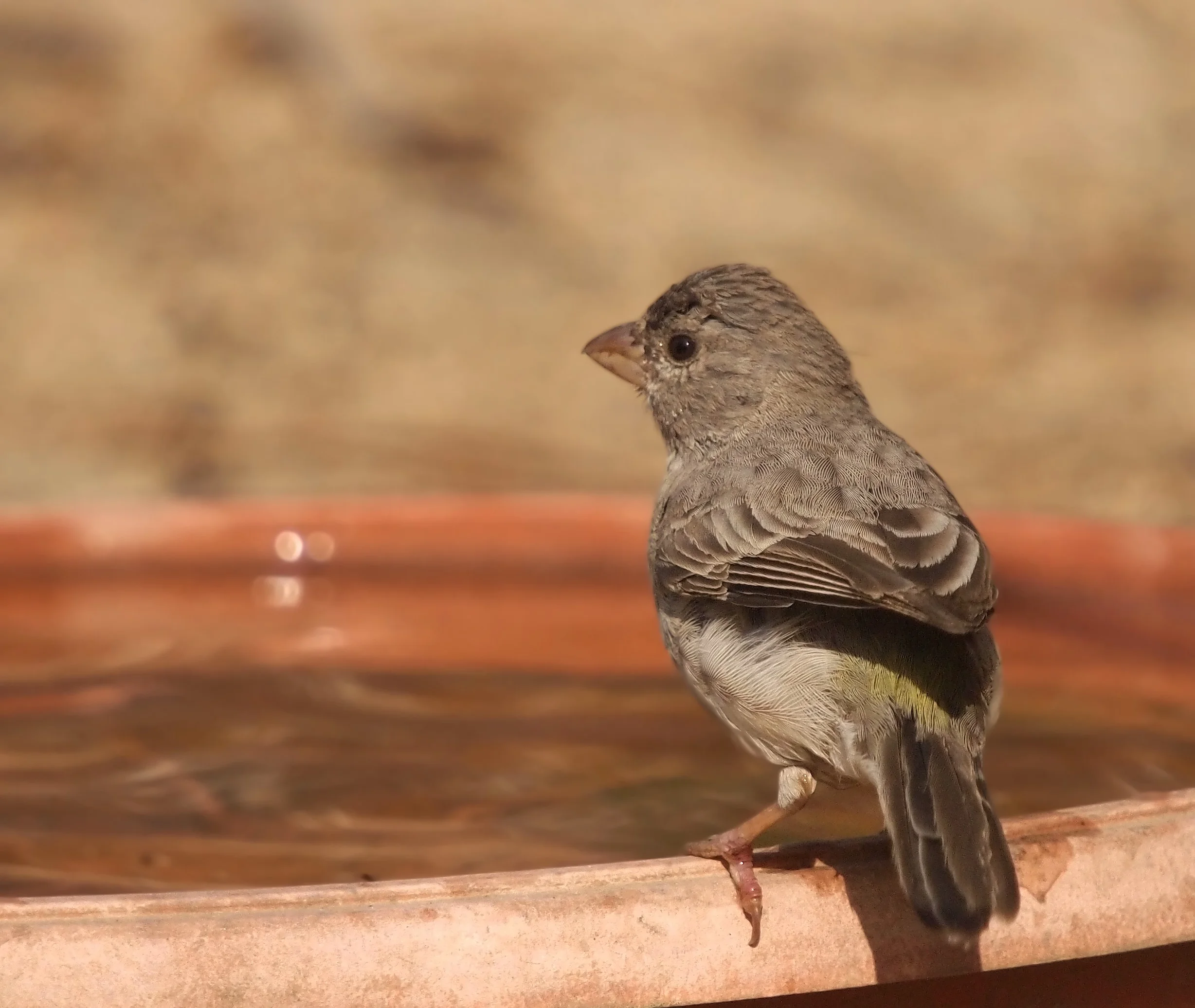 Details : Arabian Serin - BirdGuides
