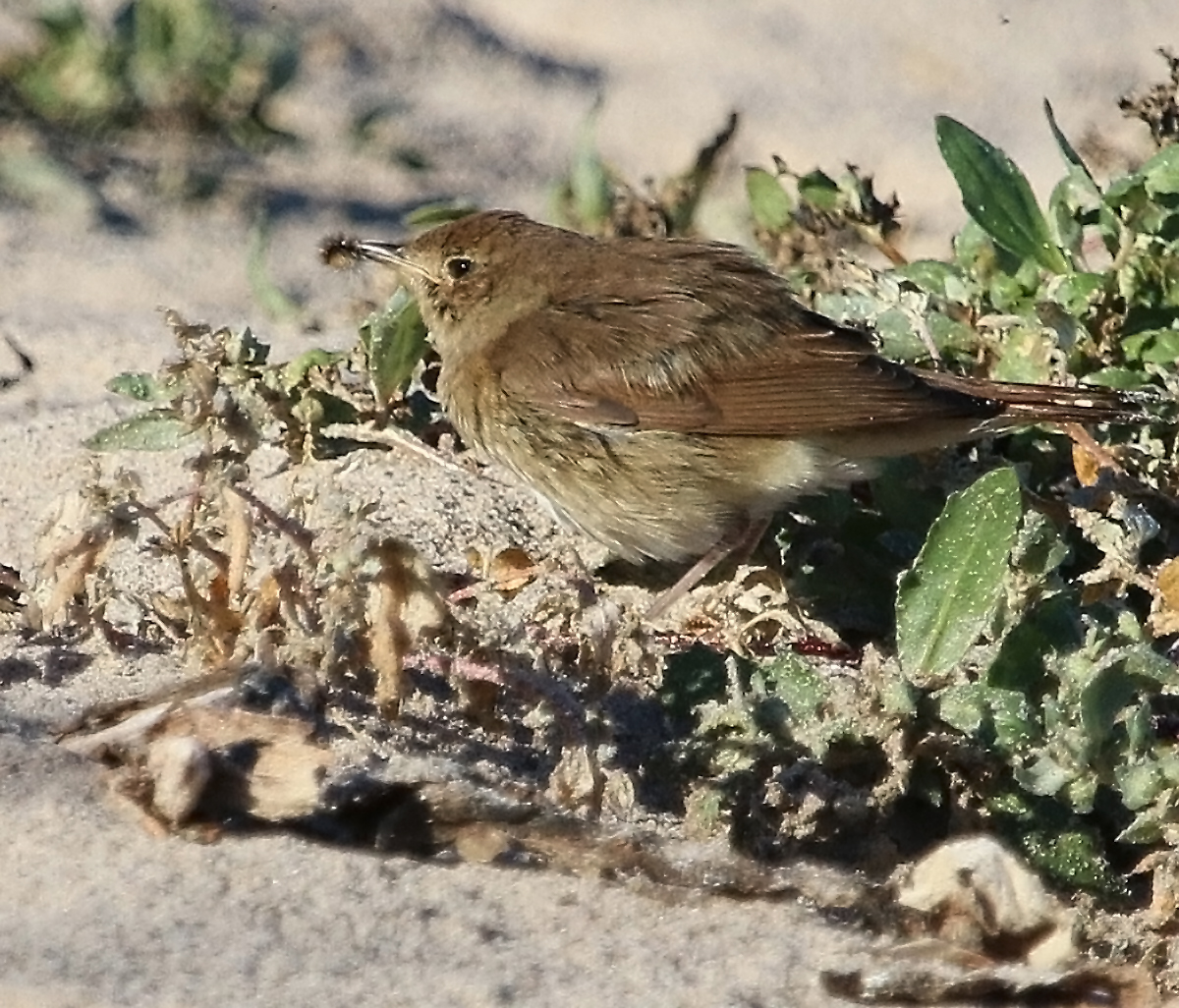 Details : Thrush Nightingale - BirdGuides