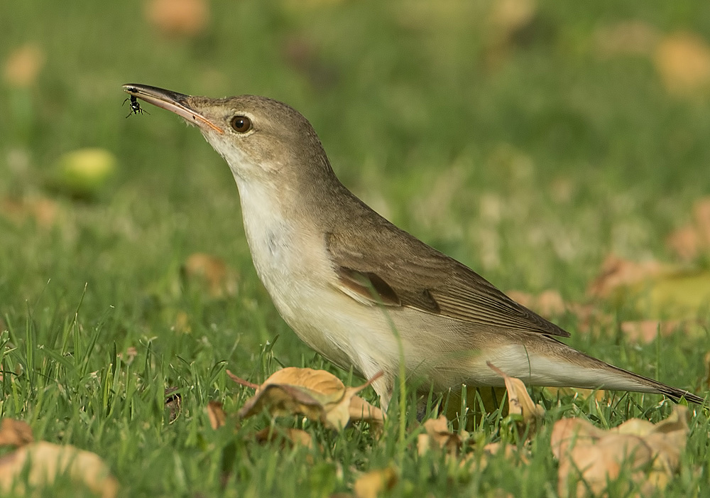 Details : Basra Reed Warbler - BirdGuides