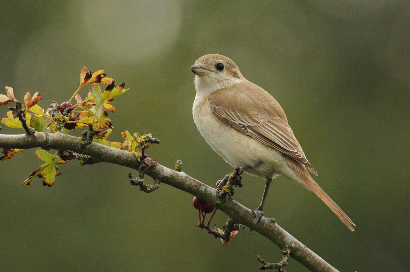 Isabelline Shrike by Nick Appleton - BirdGuides