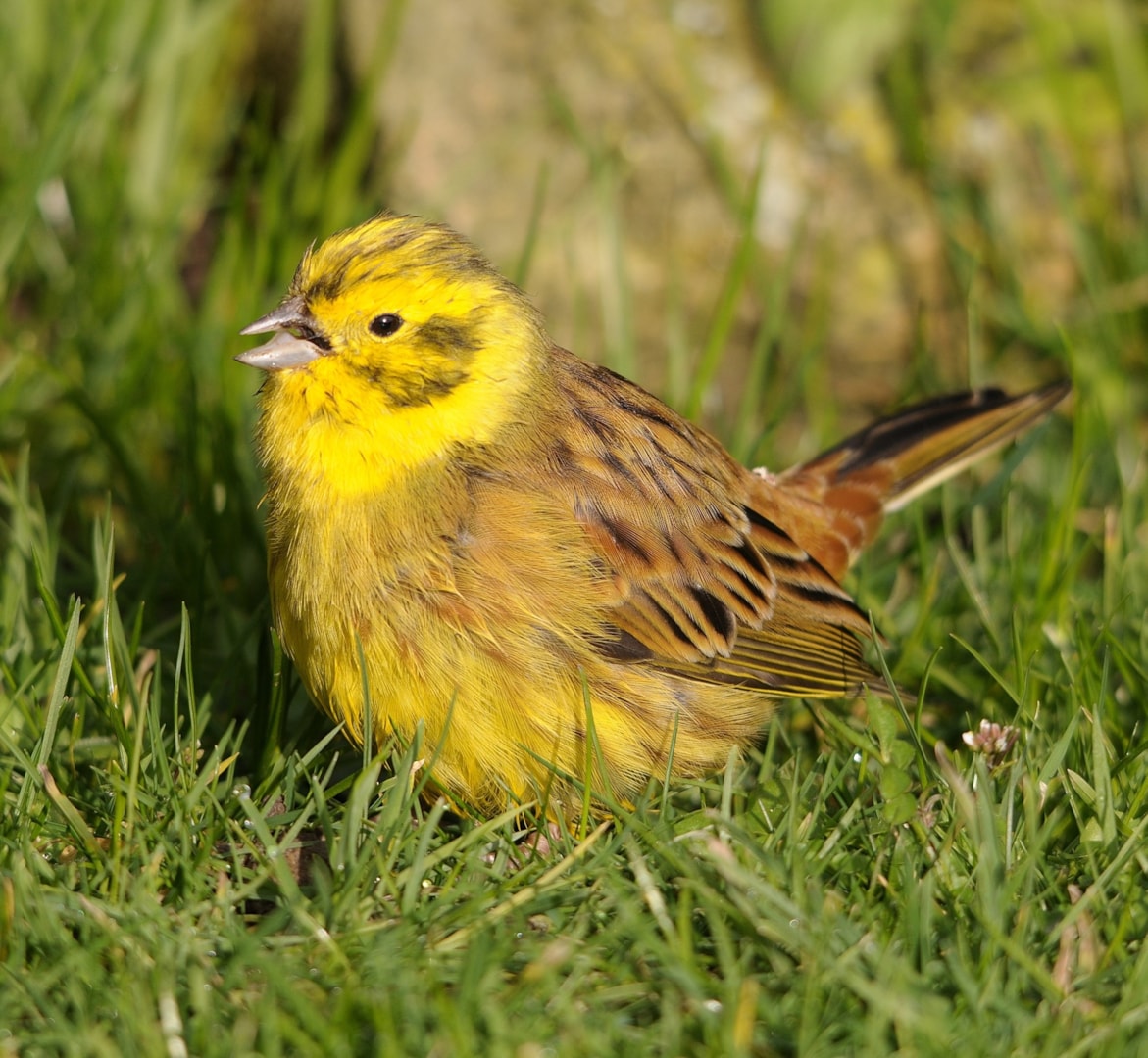 Yellowhammer by Pat Tucker - BirdGuides