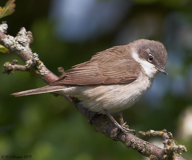 Details : Lesser Whitethroat - BirdGuides