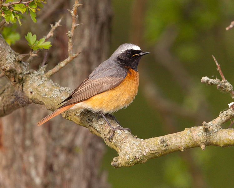 Details : Common Redstart - BirdGuides