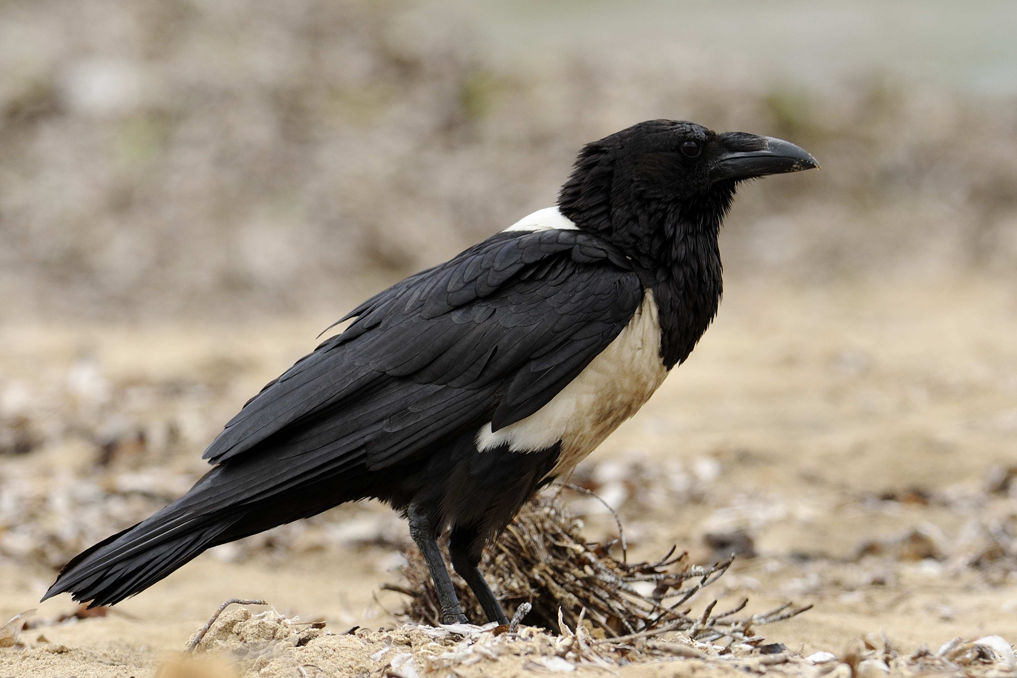 Details : Pied Crow - BirdGuides