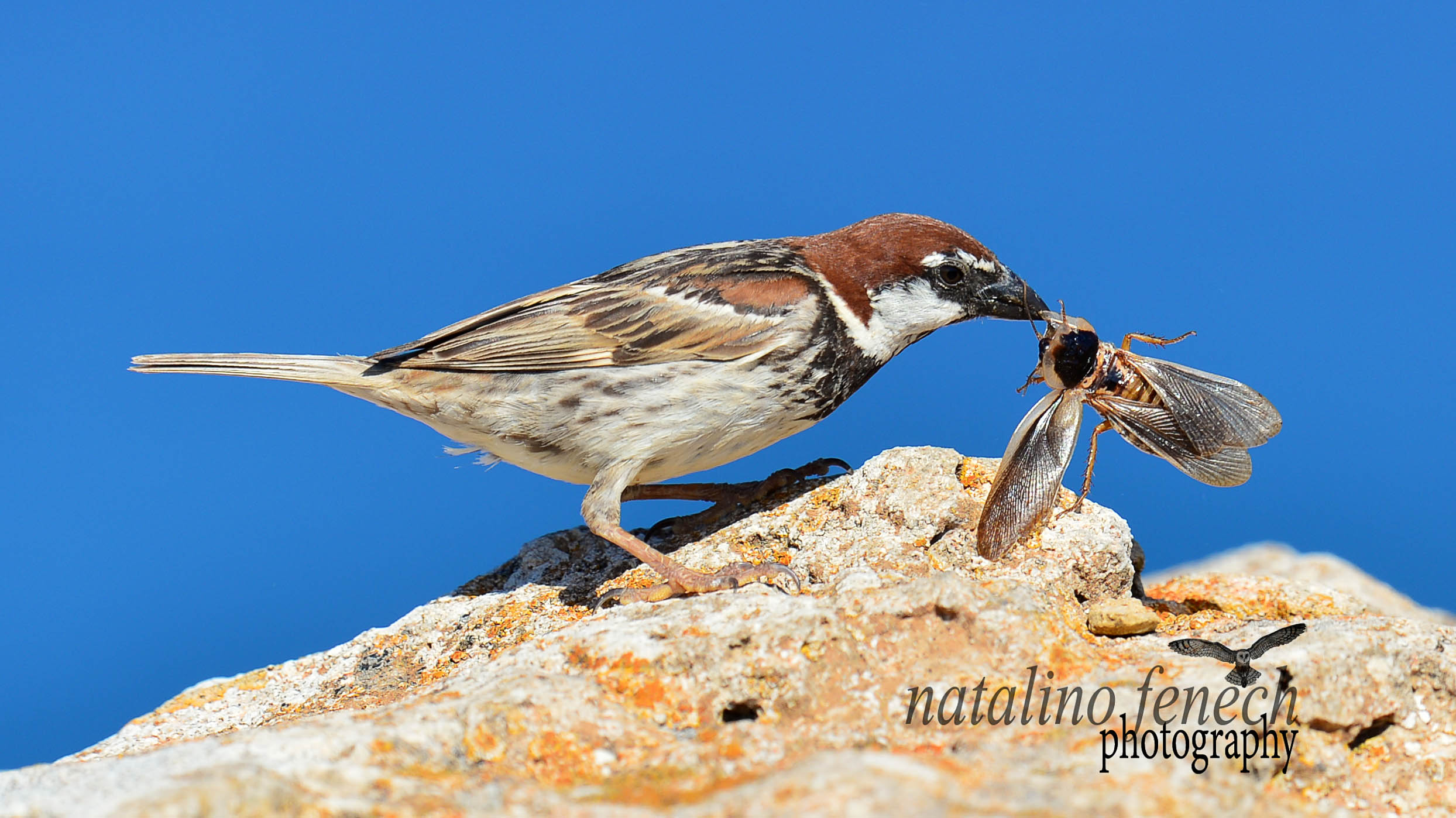 Details : Spanish Sparrow - BirdGuides