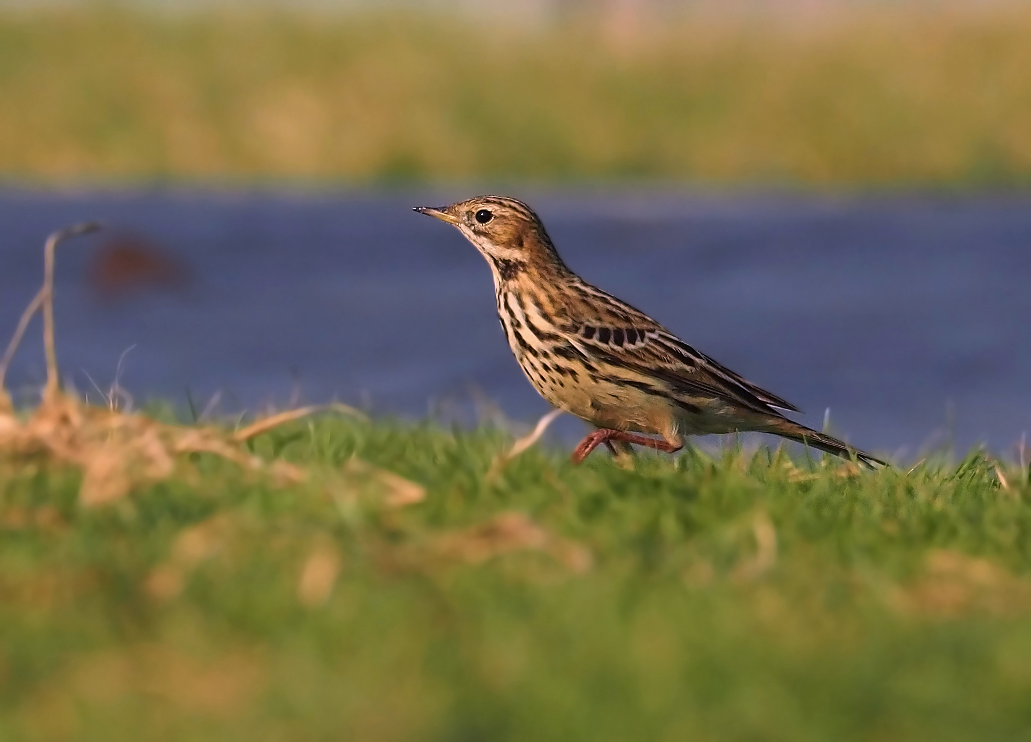 Details : Red-throated Pipit - BirdGuides