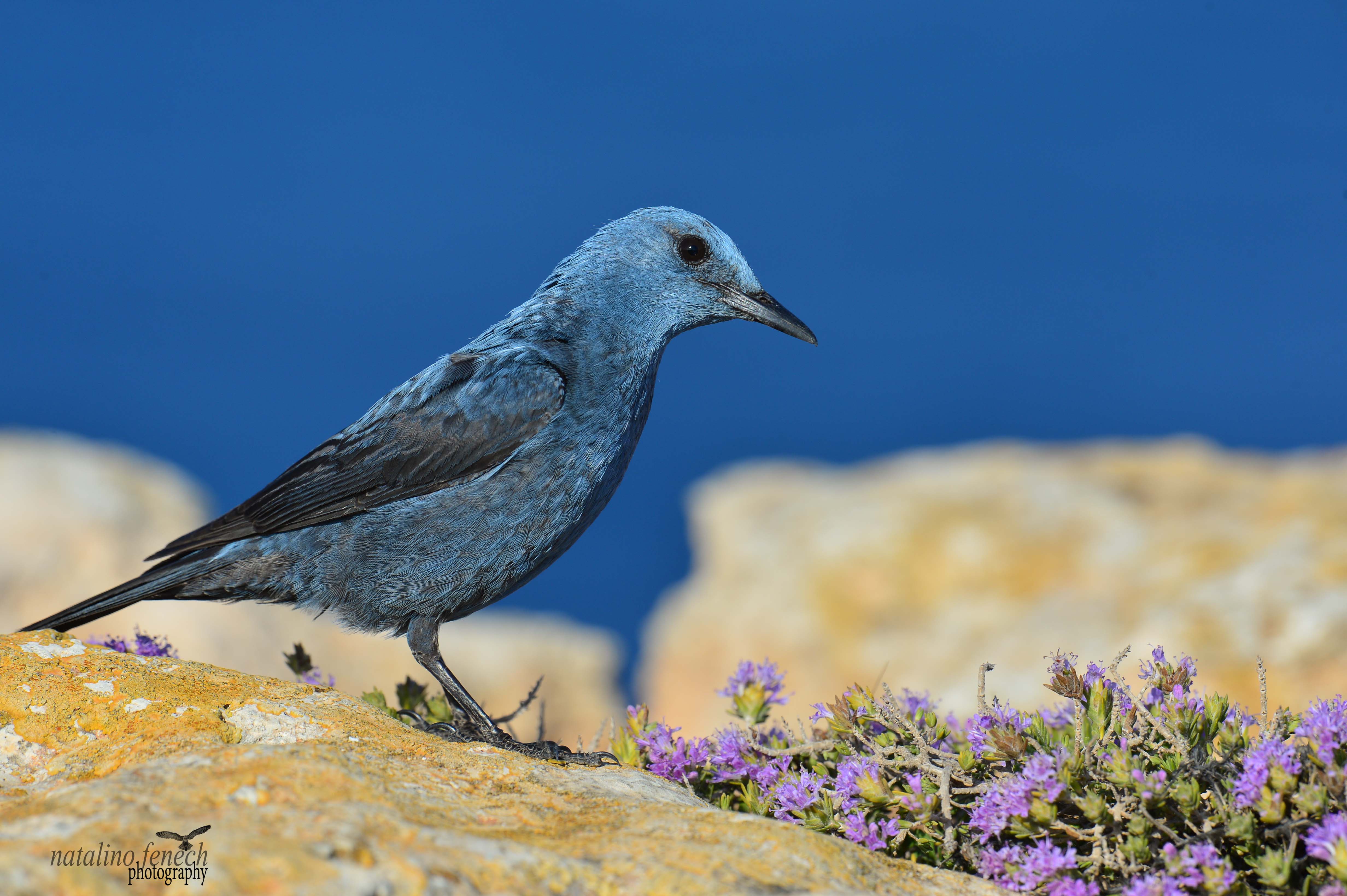 Details : Blue Rock Thrush - BirdGuides