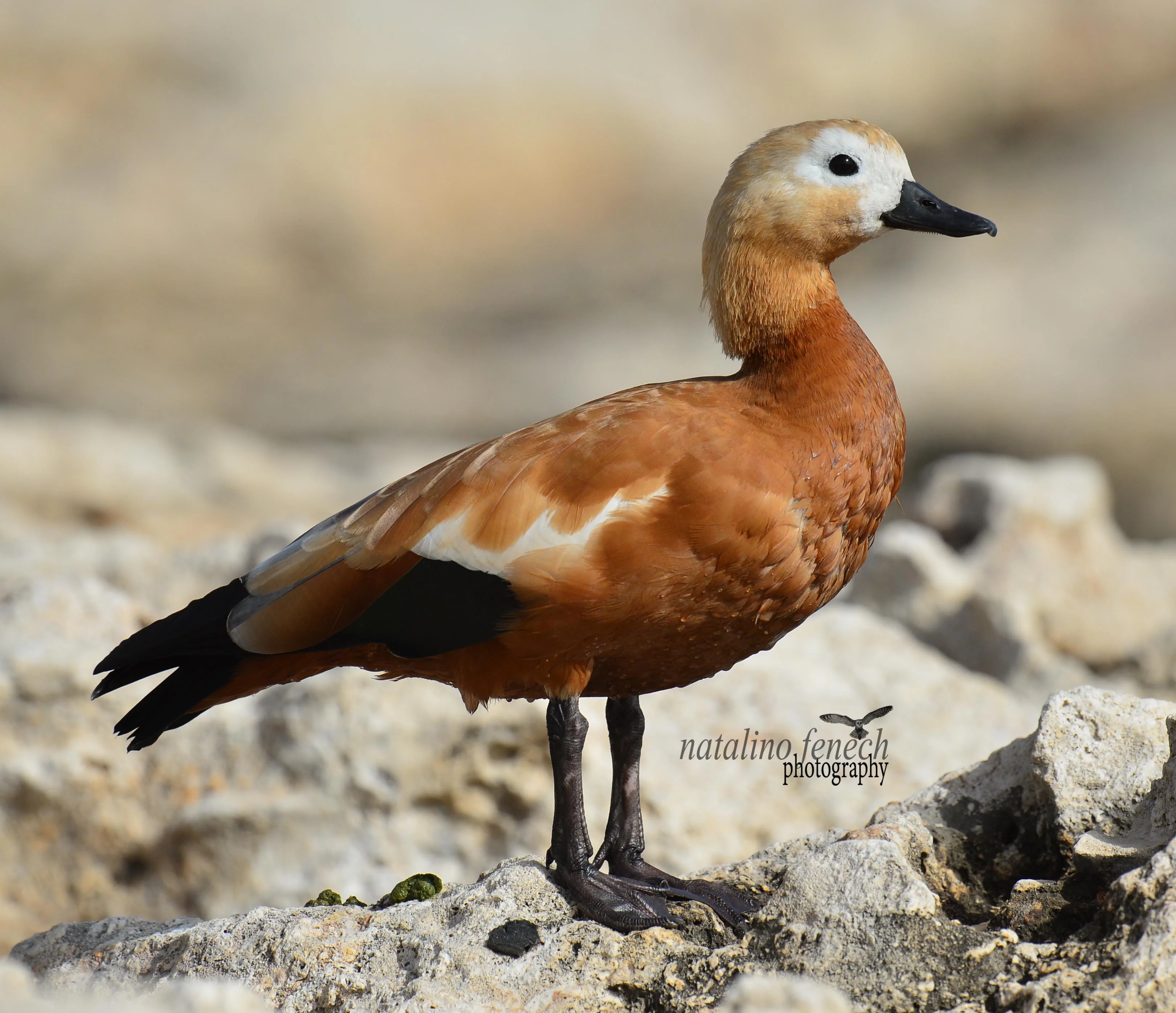 Details : Ruddy Shelduck - BirdGuides