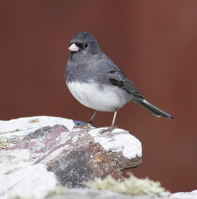 Details : Dark-eyed Junco - BirdGuides
