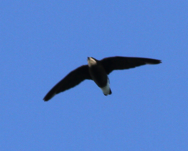 Details : White-throated Needletail - BirdGuides
