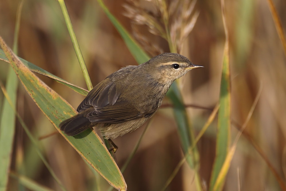 Dusky Warbler by Gary Thoburn - BirdGuides