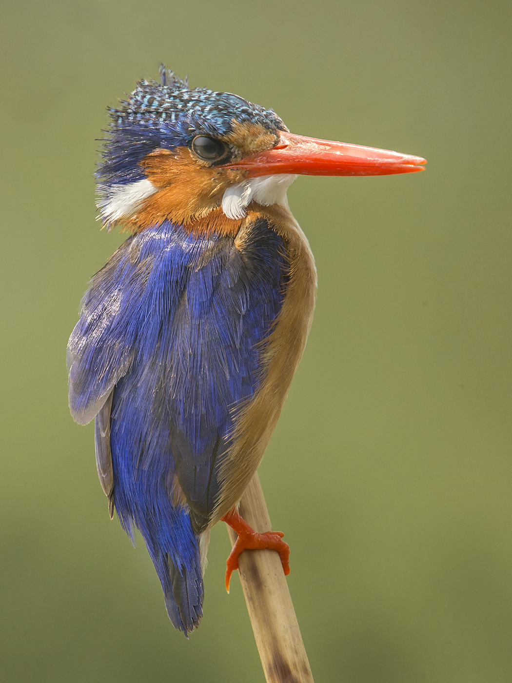 Details : Malachite Kingfisher - BirdGuides