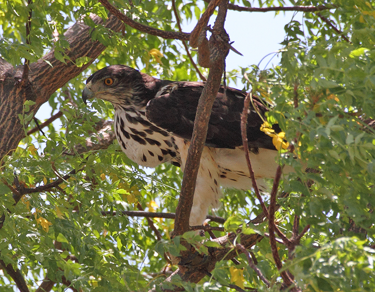 Details : African Hawk-Eagle - BirdGuides