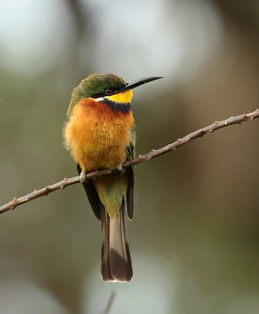 Details : Cinnamon-chested Bee-eater - BirdGuides