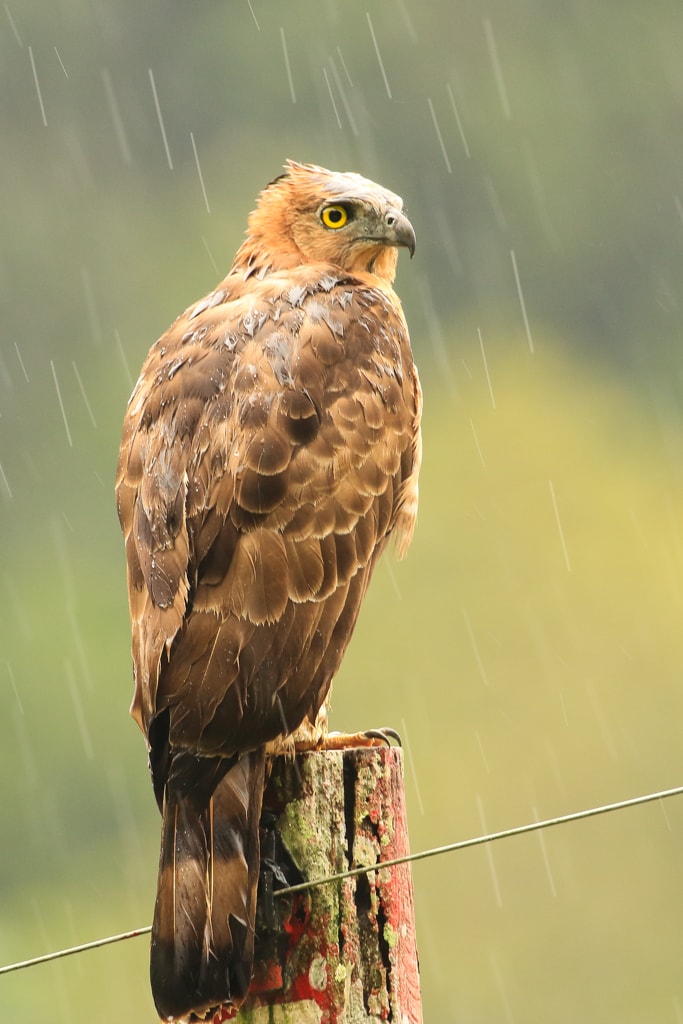 Wallace's Hawk-Eagle by Chris Hawes - BirdGuides