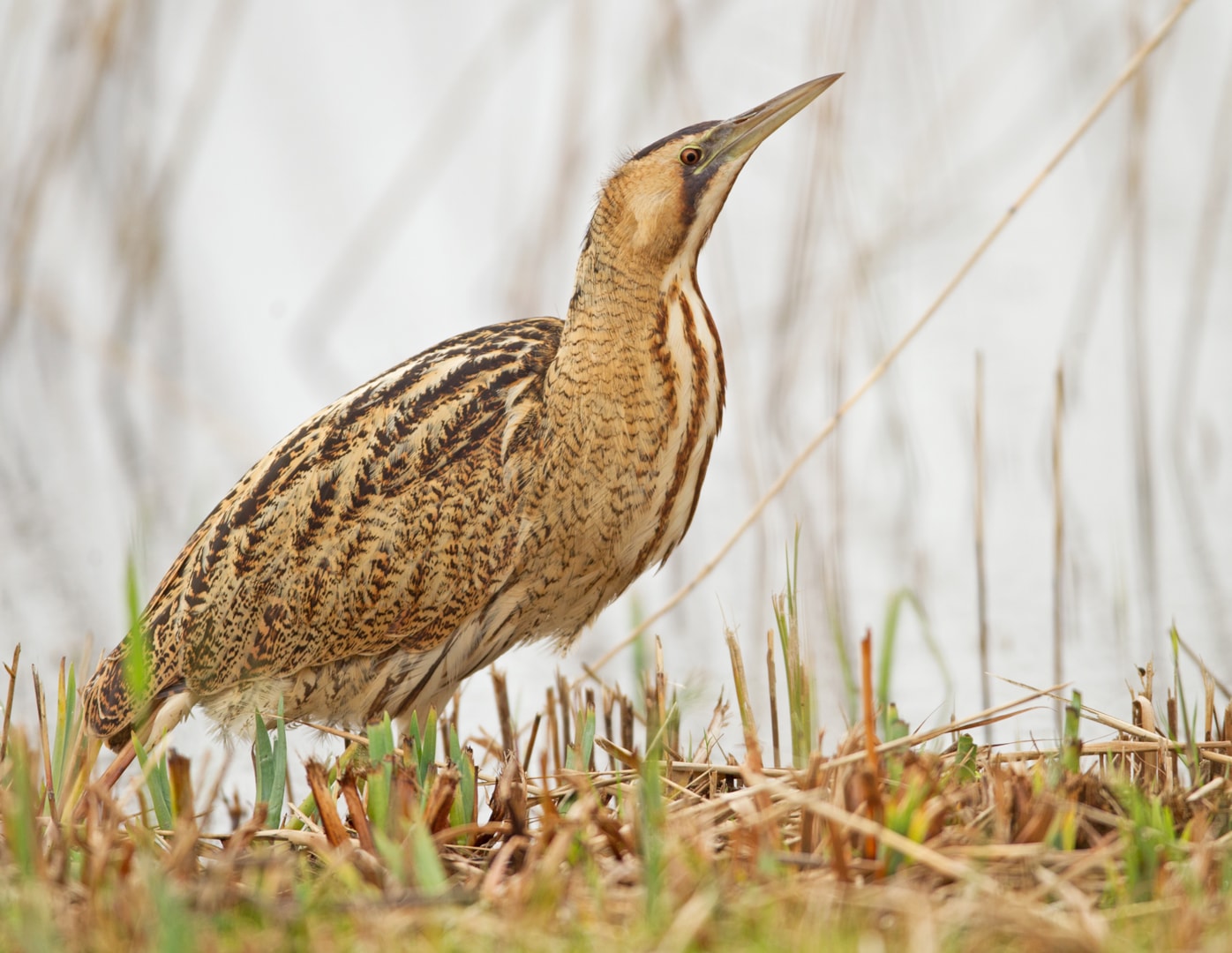 Eurasian Bittern by Ian Clarke - BirdGuides