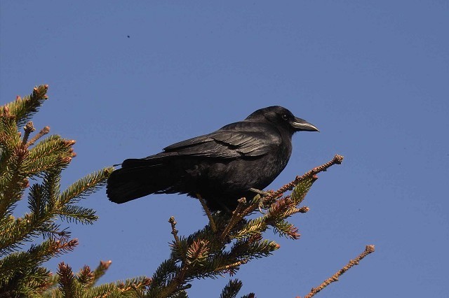 Details : Northwestern Crow - BirdGuides