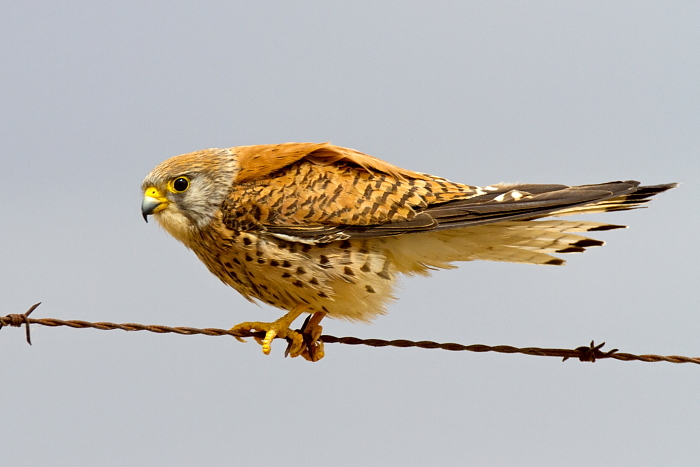 Details : Lesser Kestrel - BirdGuides