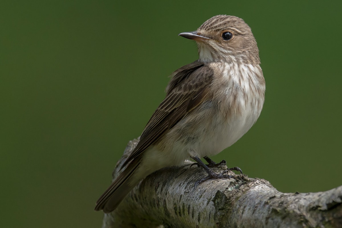 Spotted Flycatcher by Derek Bilton - BirdGuides