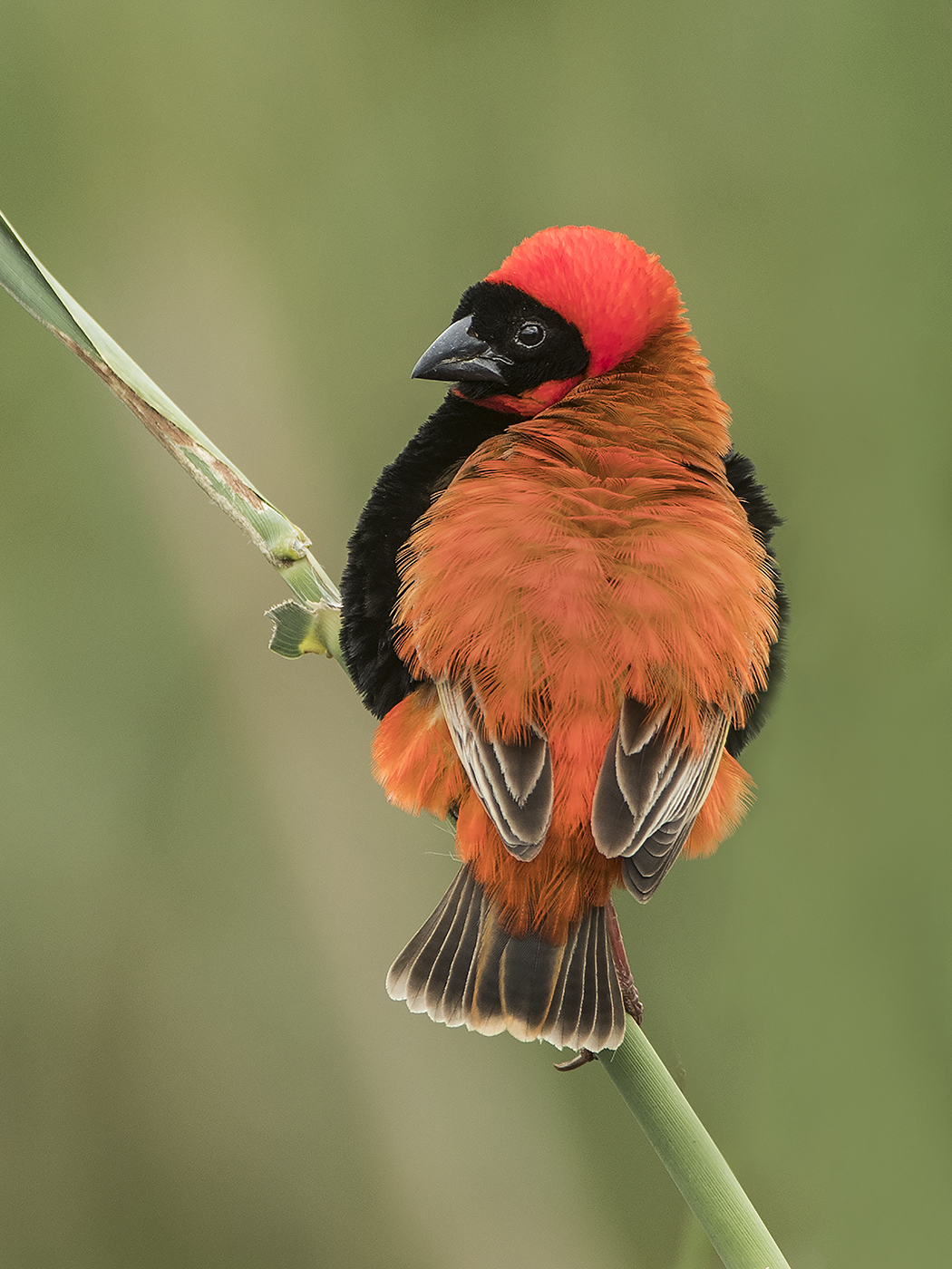 Details : Southern Red Bishop - BirdGuides