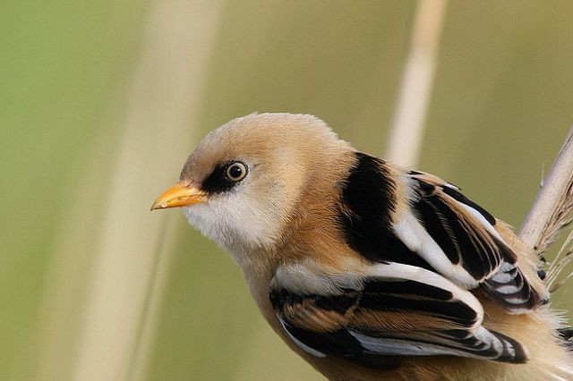 Details : Bearded Tit - BirdGuides