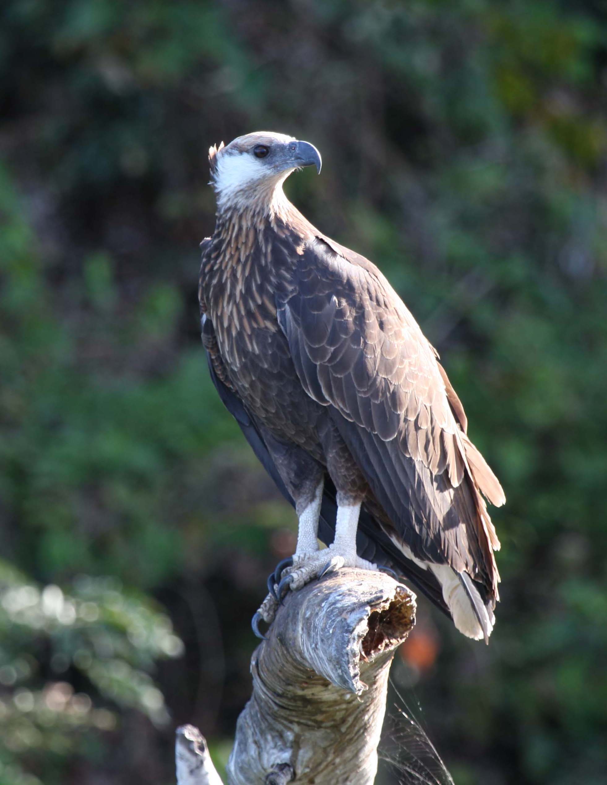 Details : Madagascan Fish Eagle - BirdGuides