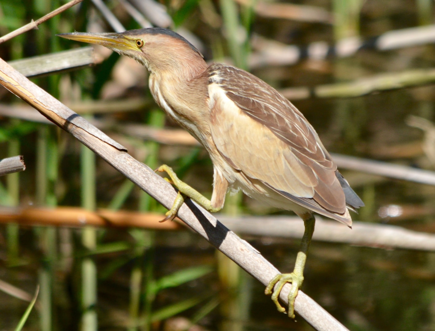 Little Bittern by Ed O'Hara - BirdGuides