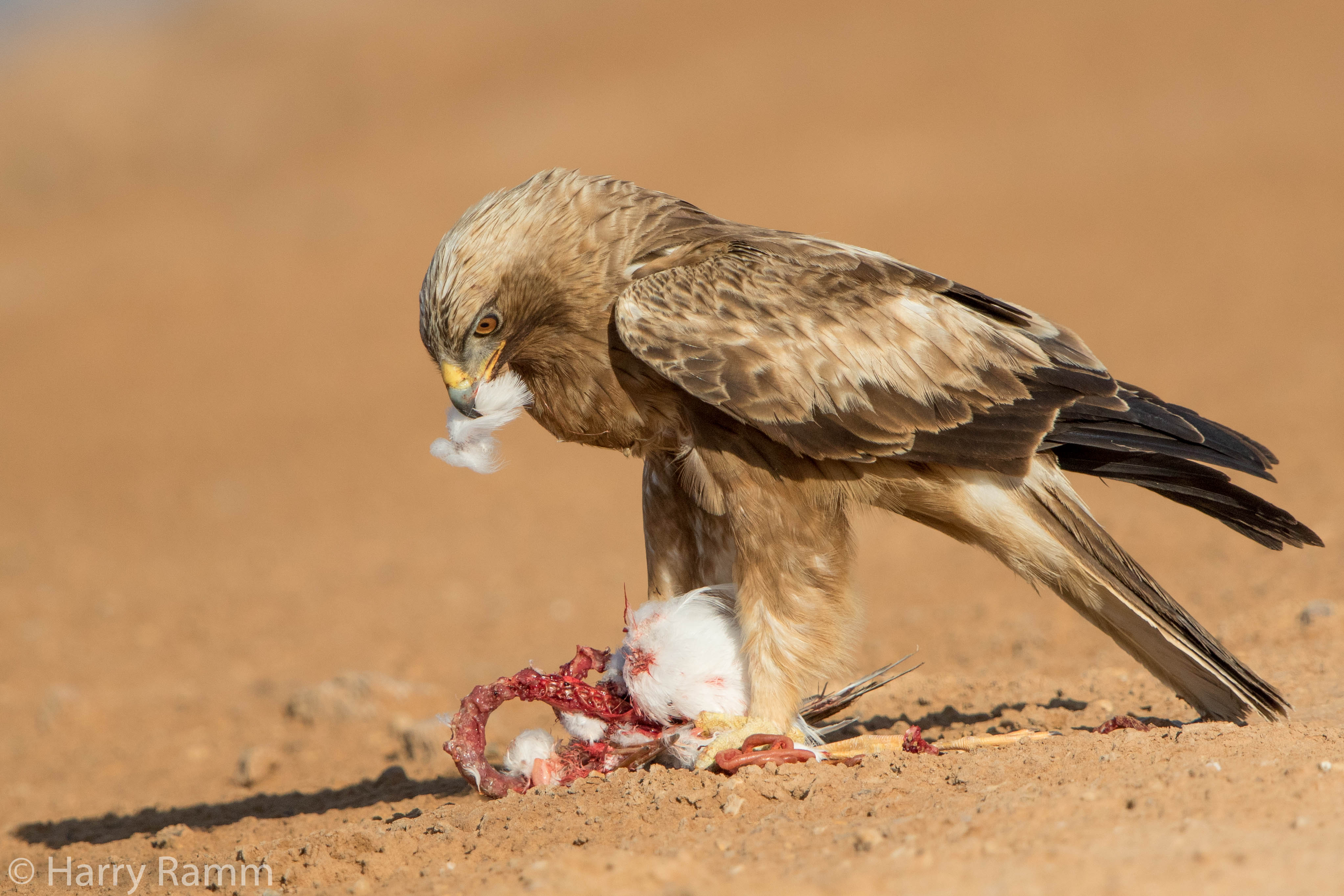 Details : Booted Eagle - BirdGuides