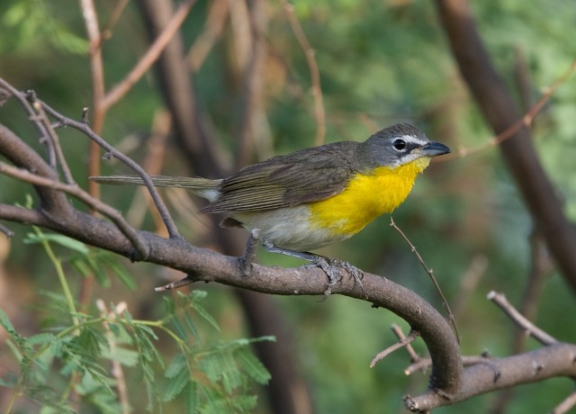 Details : Yellow-breasted Chat - BirdGuides