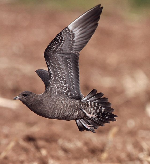 Details : Long-tailed Skua - BirdGuides