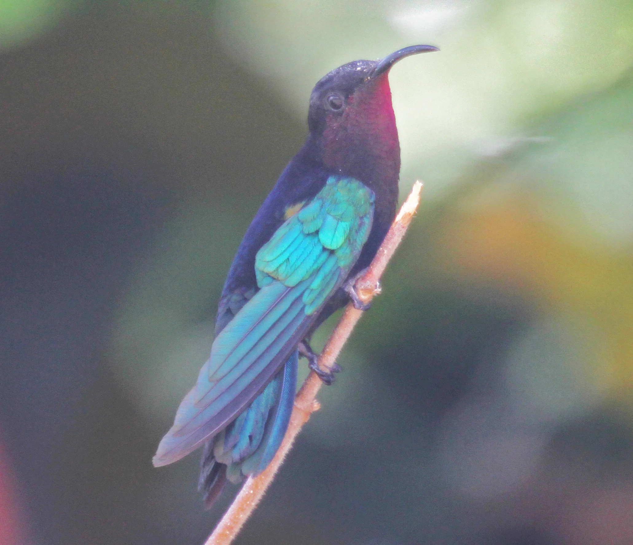 Details : Purple-chested Hummingbird - BirdGuides