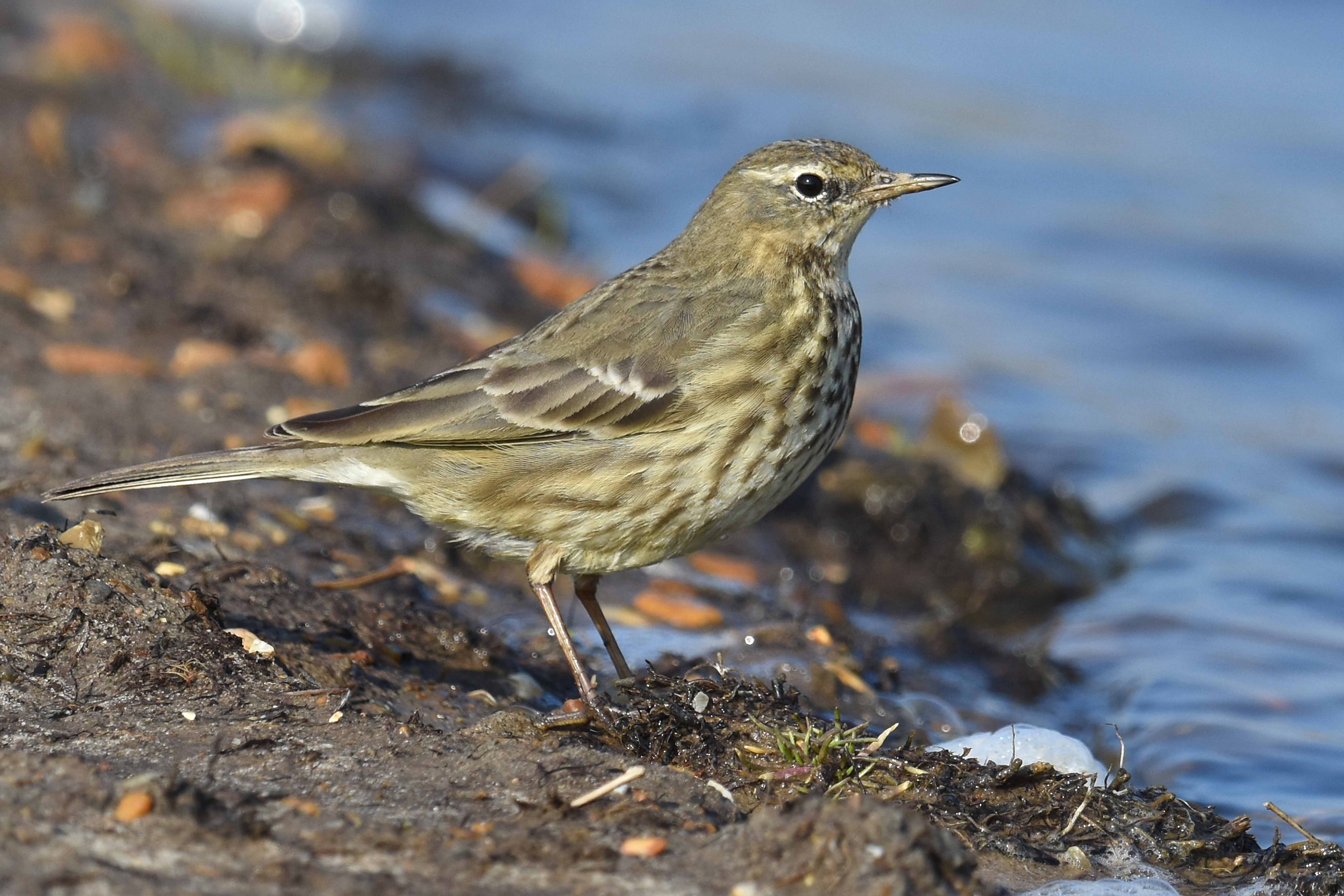 Details : Rock Pipit - BirdGuides