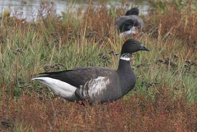 Details : Black Brant - BirdGuides