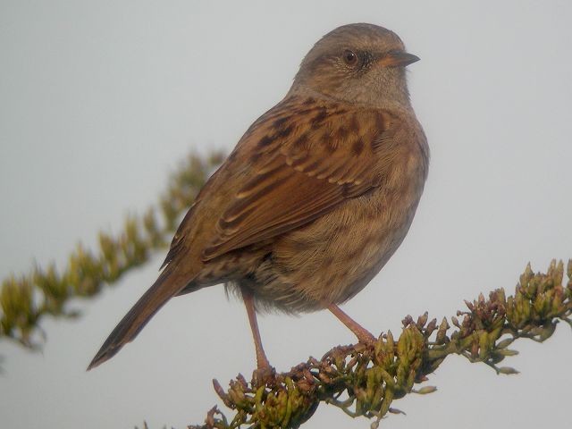 Focus On: The Dunnock: More Interesting Than You Think! - BirdGuides