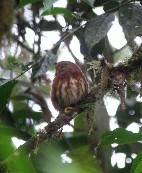 Details : Cloud-forest Pygmy Owl - BirdGuides