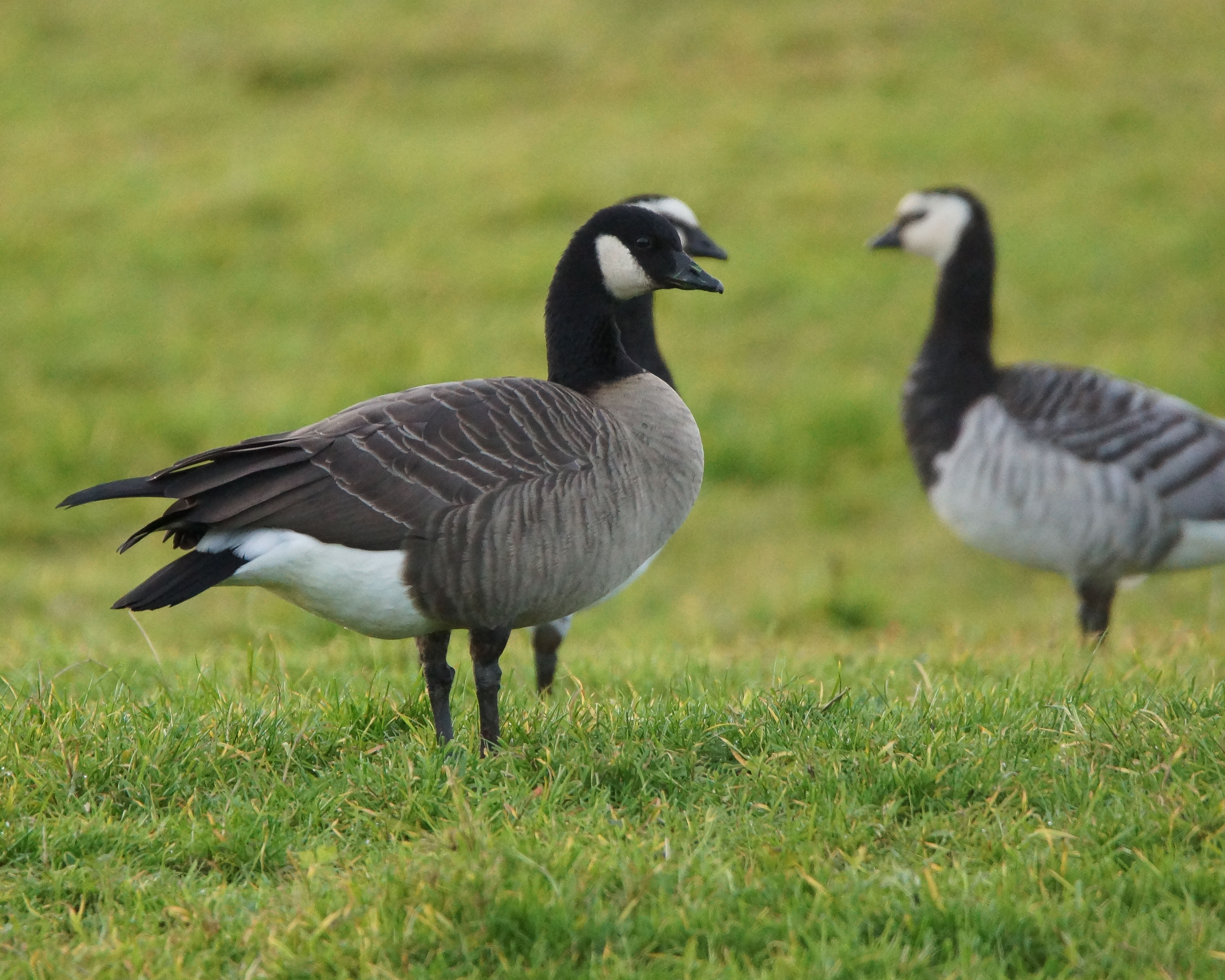 Details : Richardson's Cackling Goose - BirdGuides