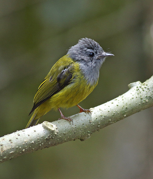 Details : Grey-headed Canary-flycatcher - BirdGuides