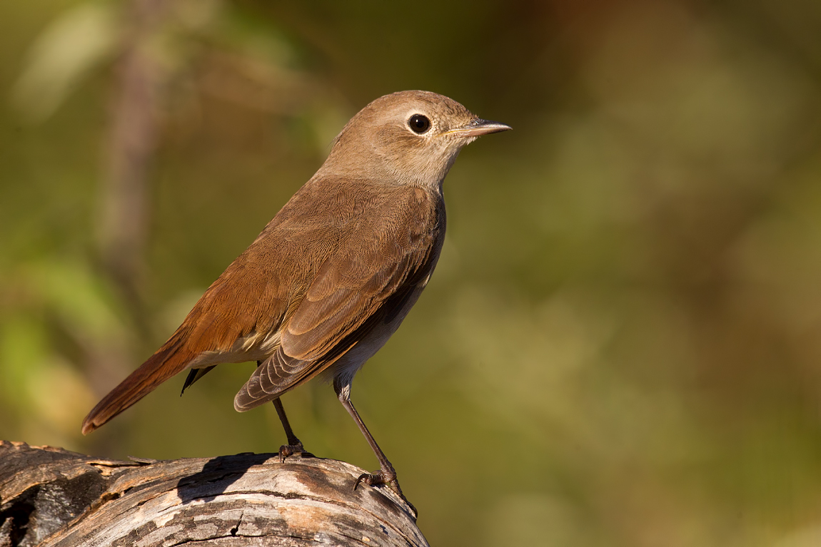 New report reveals scale of declines of UK migratory birds wintering in ...